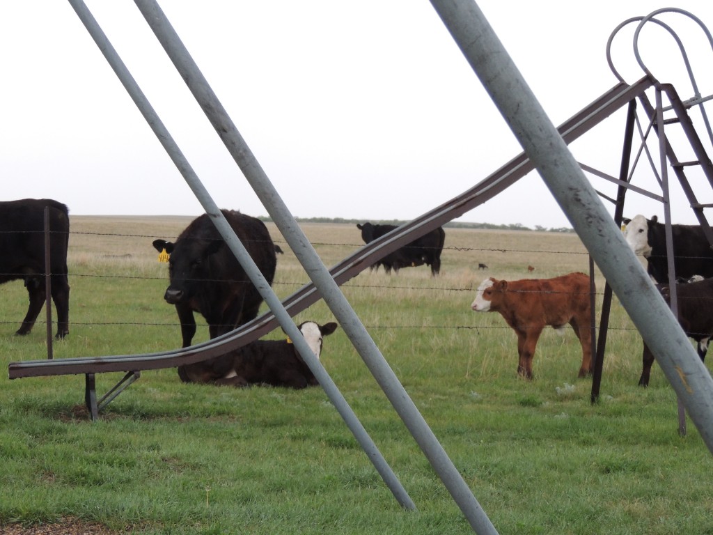 ATALL playground cows - JoanWink.com